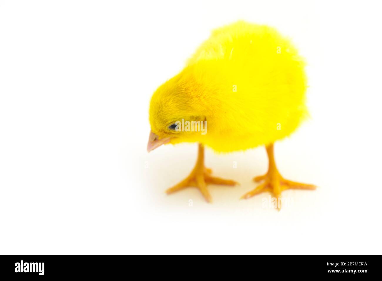 Small yellow chicken isolated on white background Stock Photo - Alamy