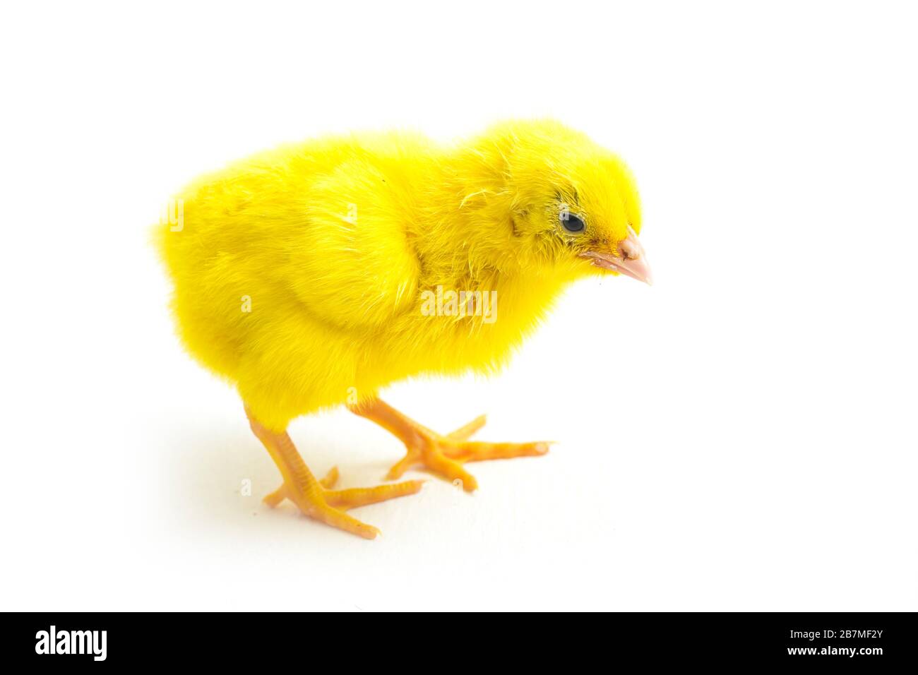 Small yellow chicken isolated on white background Stock Photo - Alamy