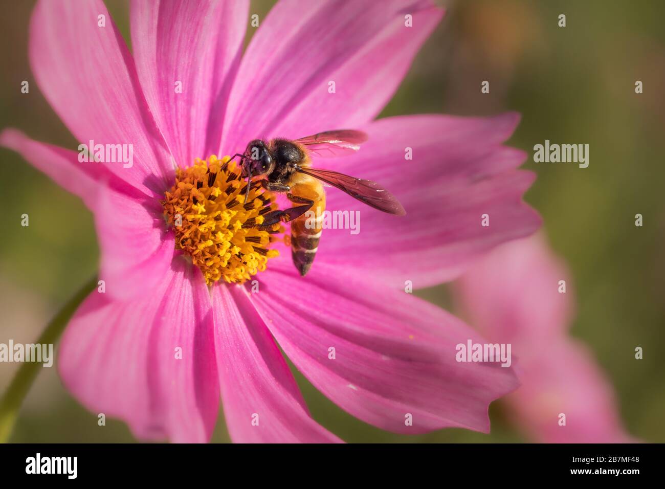 bee or honeybee sitting on a pink daisy flower collecting nectar Stock ...