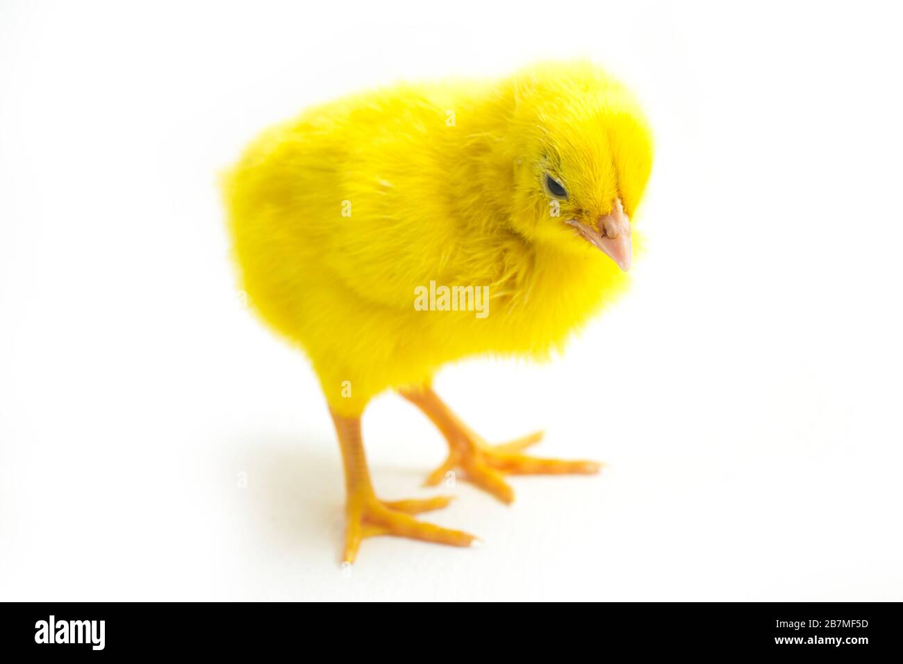 Small yellow chicken isolated on white background Stock Photo - Alamy