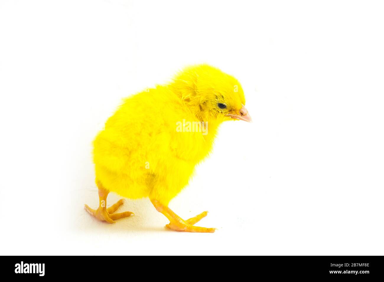 Small yellow chicken isolated on white background Stock Photo - Alamy