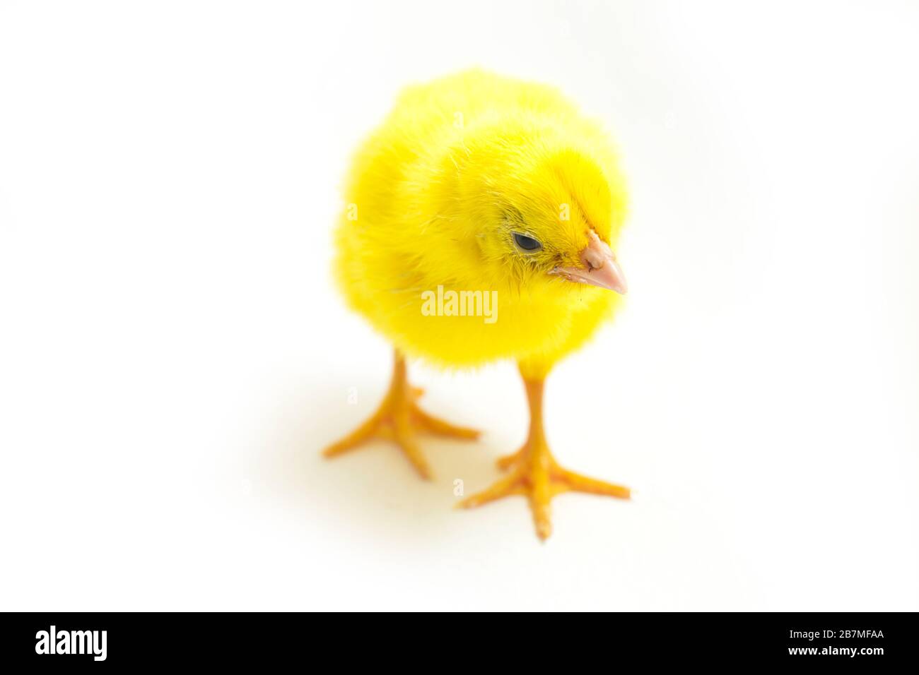 Small yellow chicken isolated on white background Stock Photo - Alamy