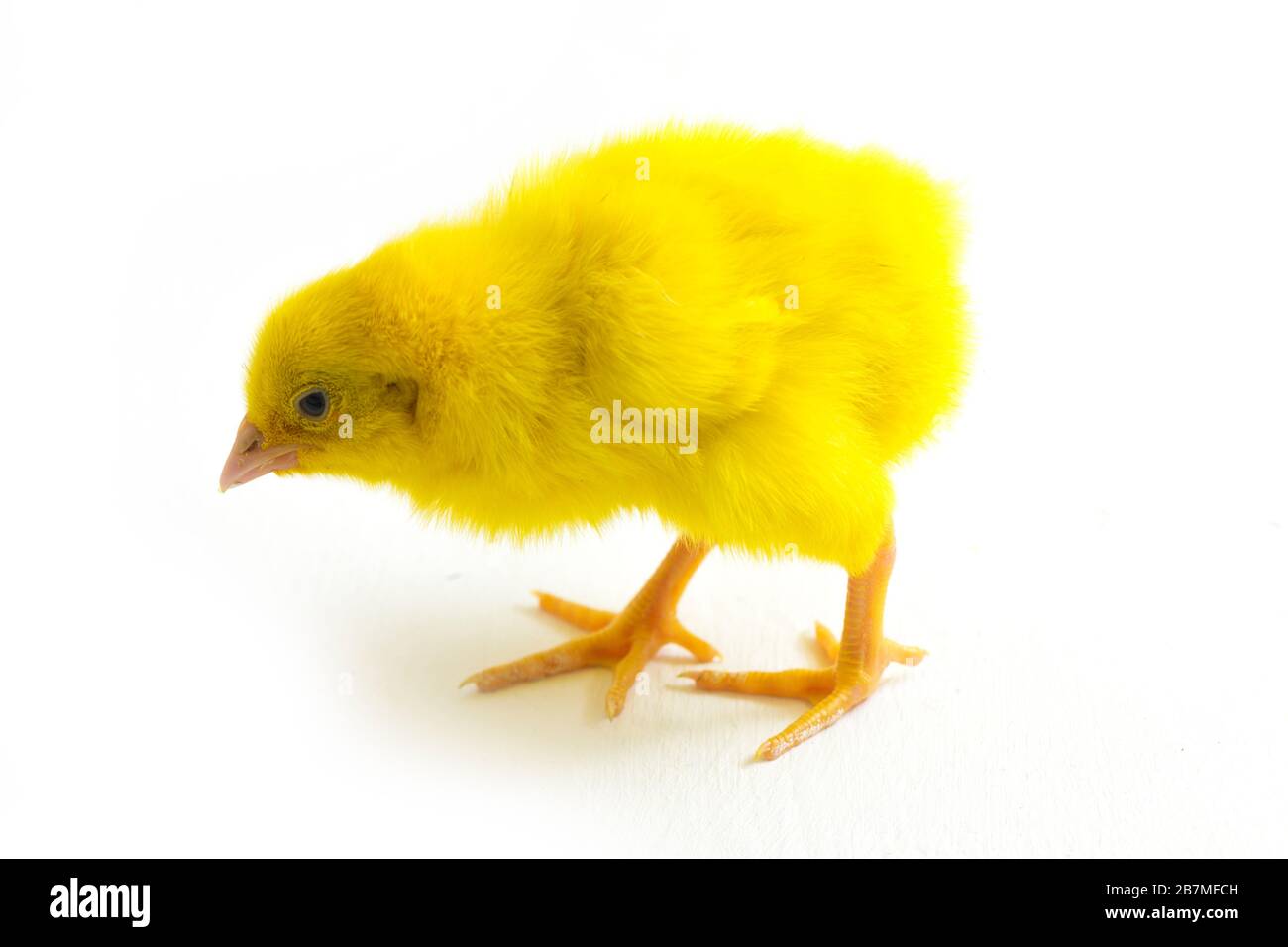Small yellow chicken isolated on white background Stock Photo - Alamy