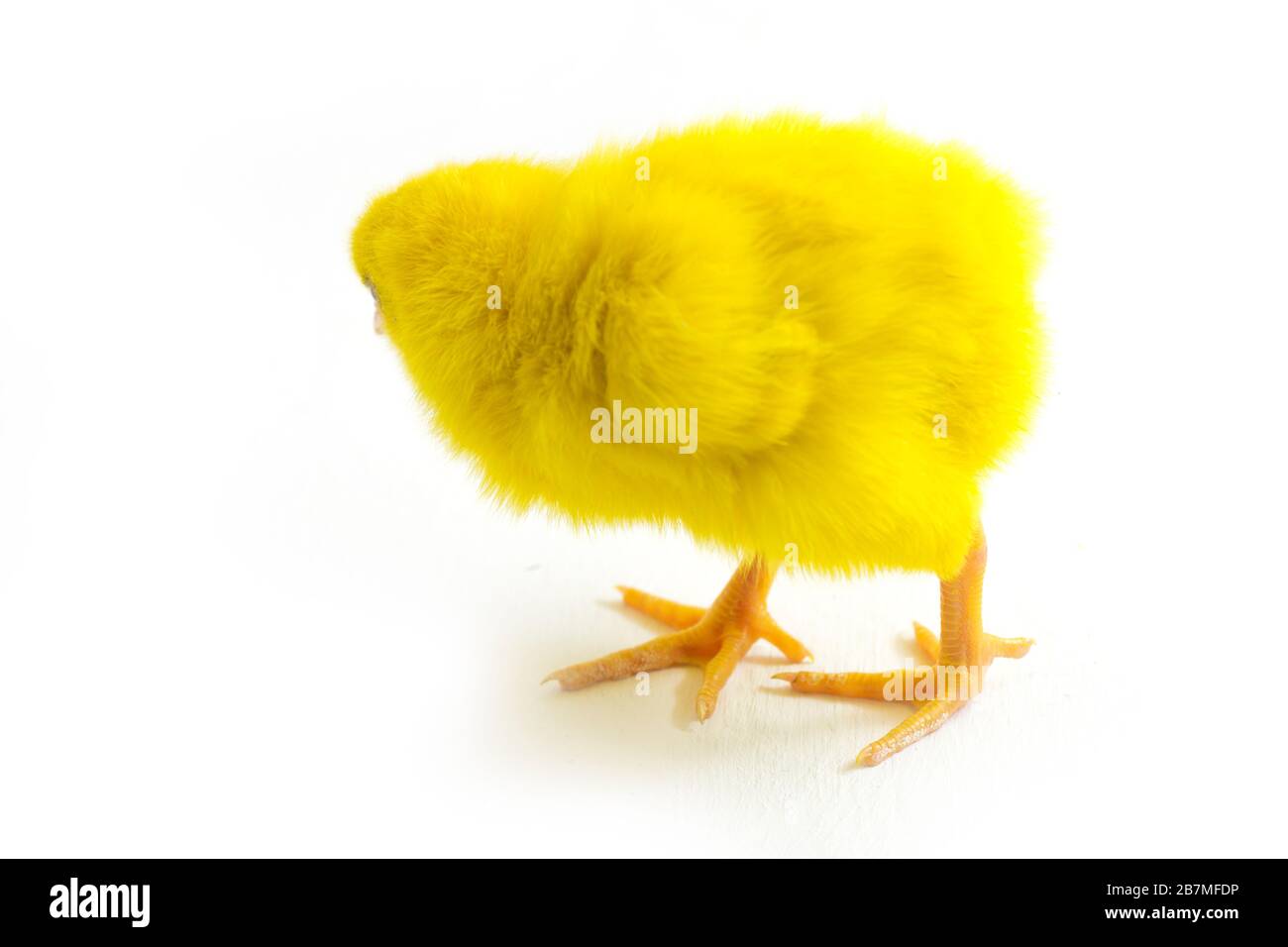 Small yellow chicken isolated on white background Stock Photo - Alamy