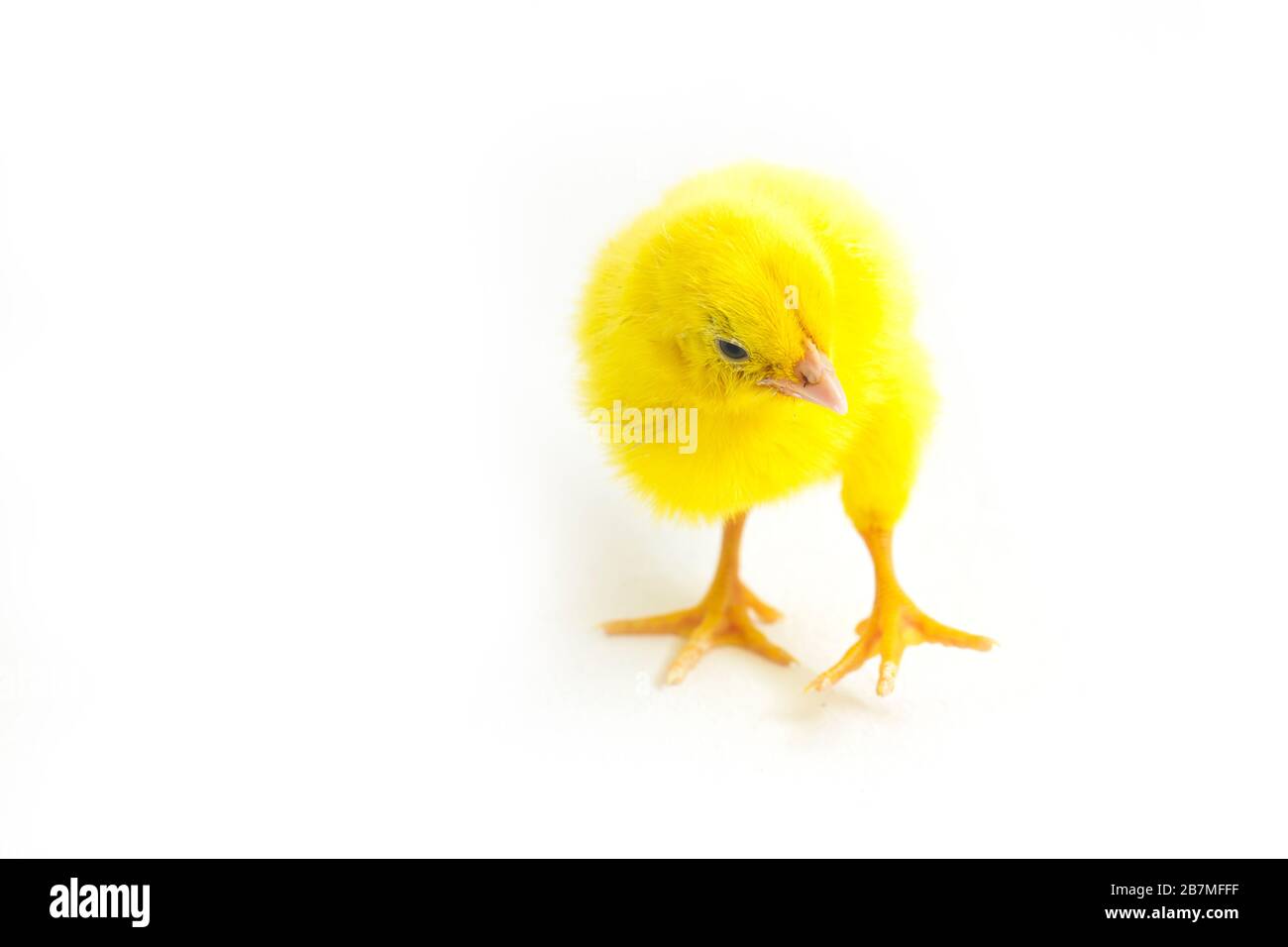 Small yellow chicken isolated on white background Stock Photo - Alamy