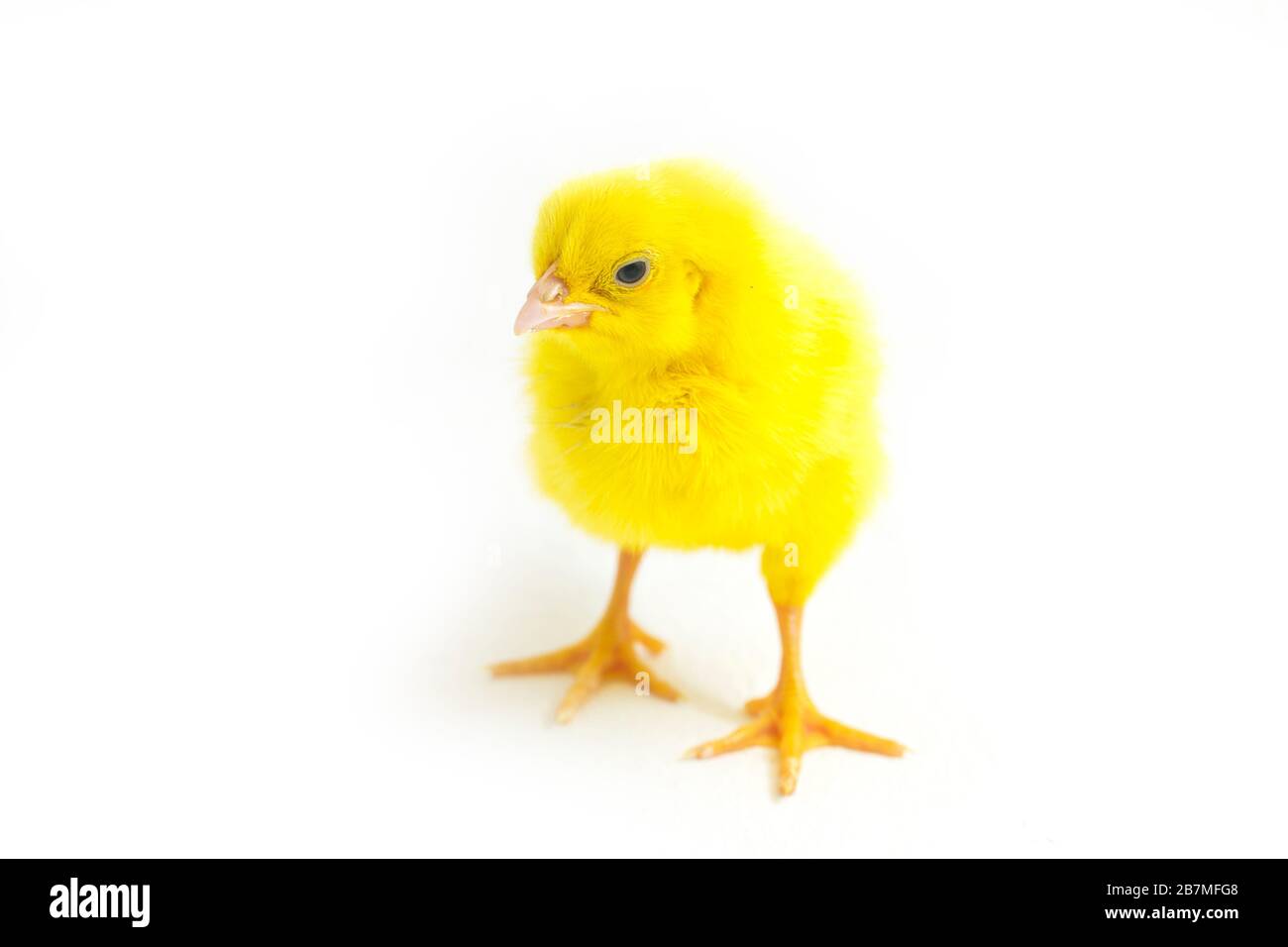 Small yellow chicken isolated on white background Stock Photo - Alamy