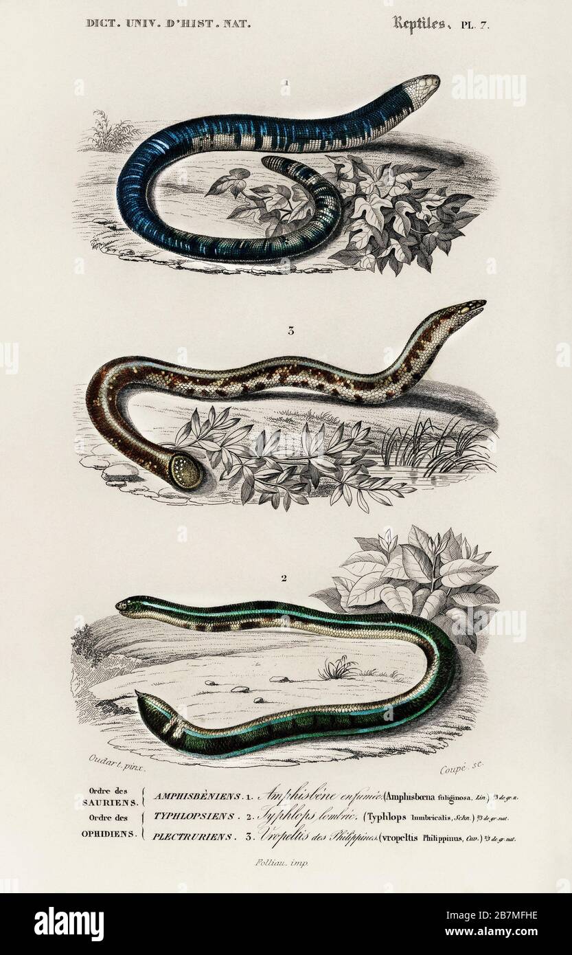 Blind Snakes High Resolution Stock Photography and Images - Alamy