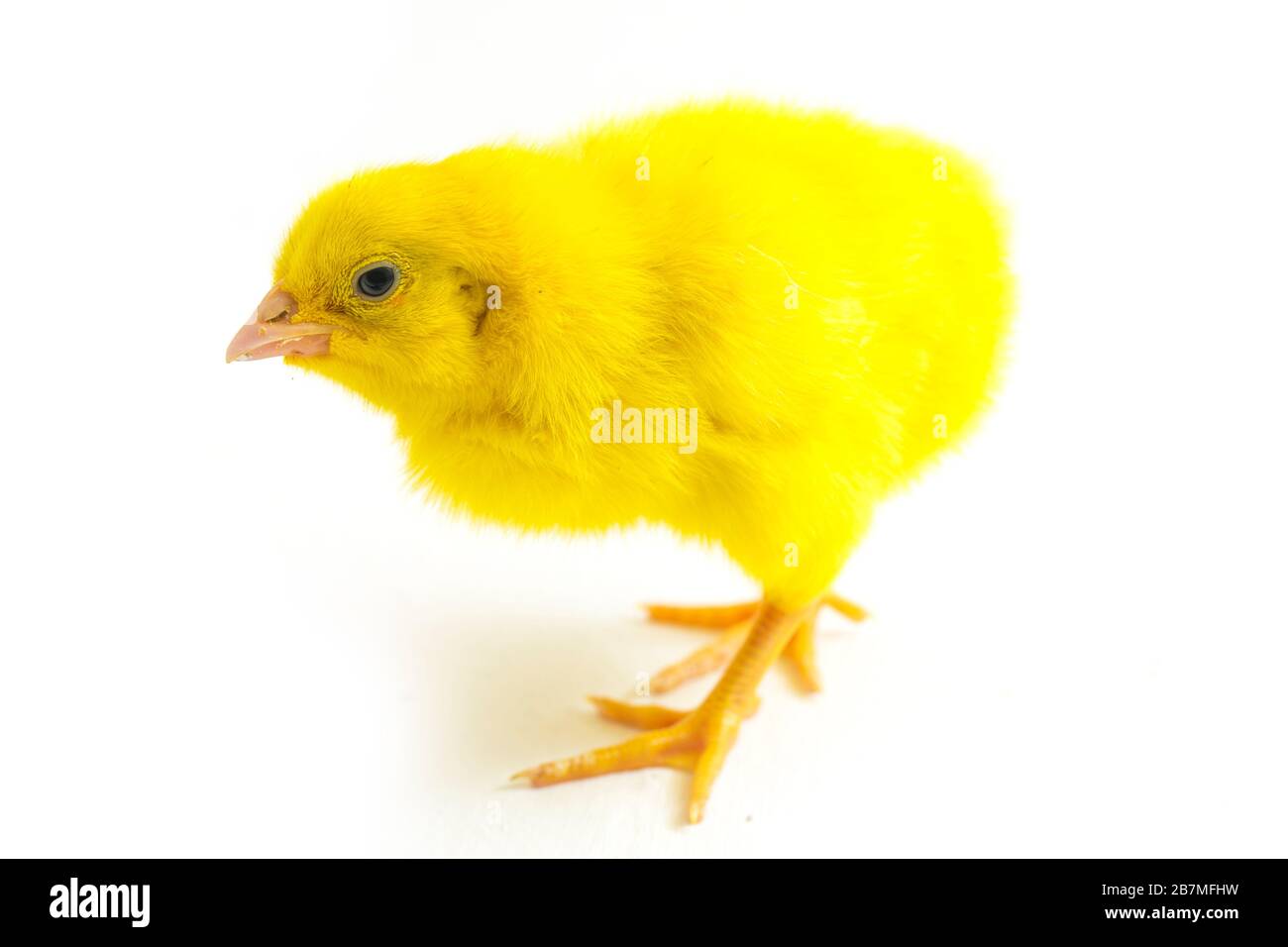 Small yellow chicken isolated on white background Stock Photo - Alamy