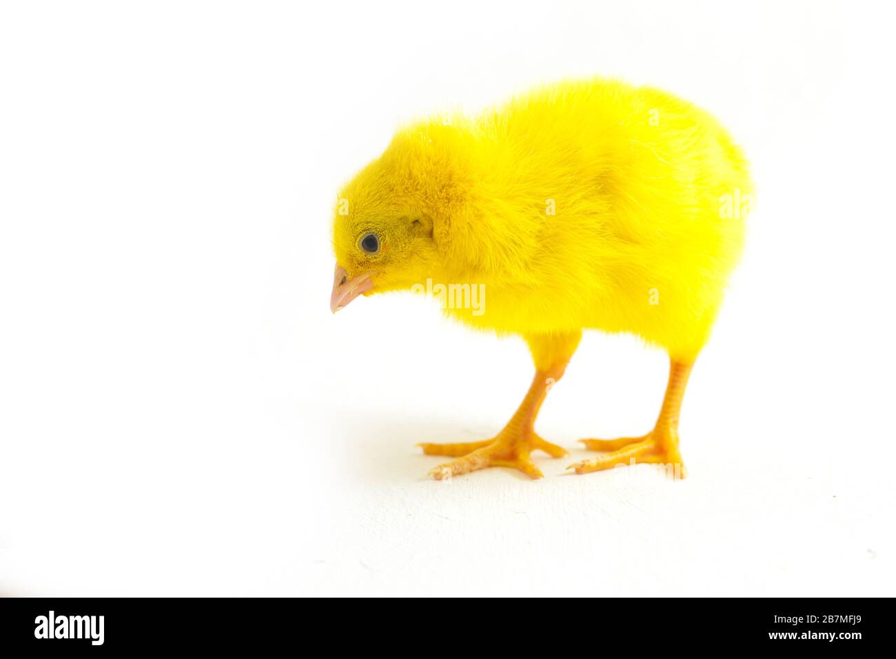 Small yellow chicken isolated on white background Stock Photo - Alamy