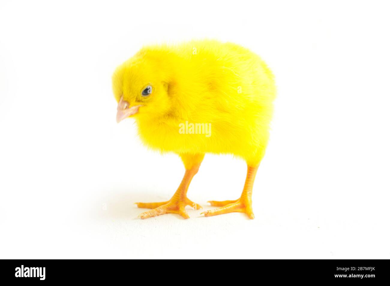 Small yellow chicken isolated on white background Stock Photo - Alamy