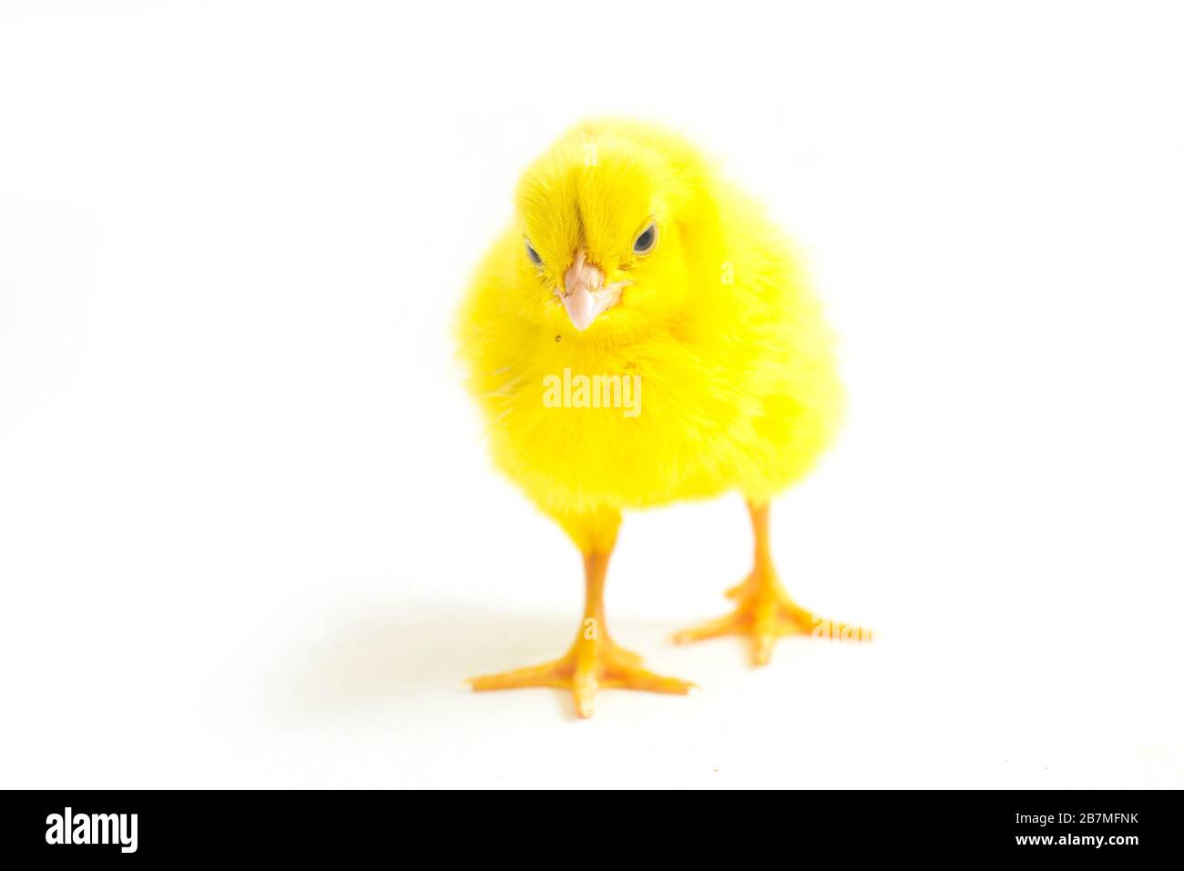 Small yellow chicken isolated on white background Stock Photo - Alamy