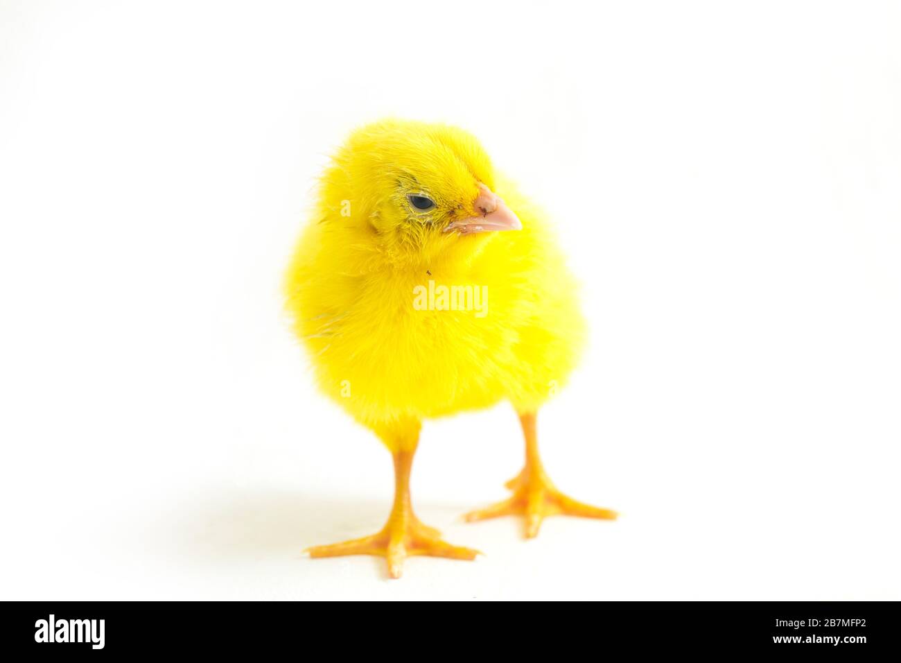 Small yellow chicken isolated on white background Stock Photo - Alamy