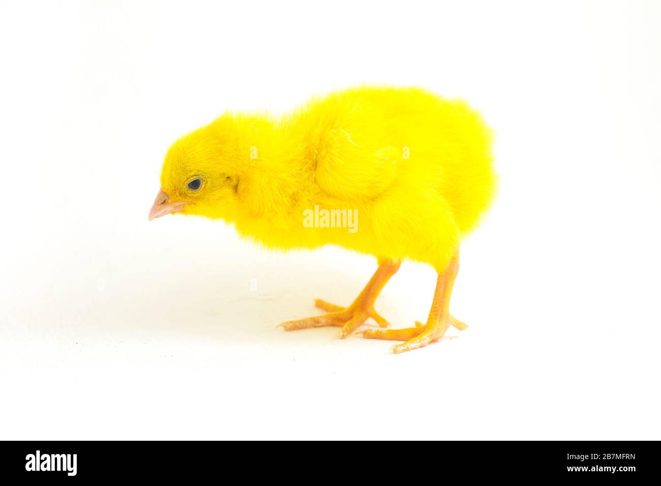 Small yellow chicken isolated on white background Stock Photo - Alamy