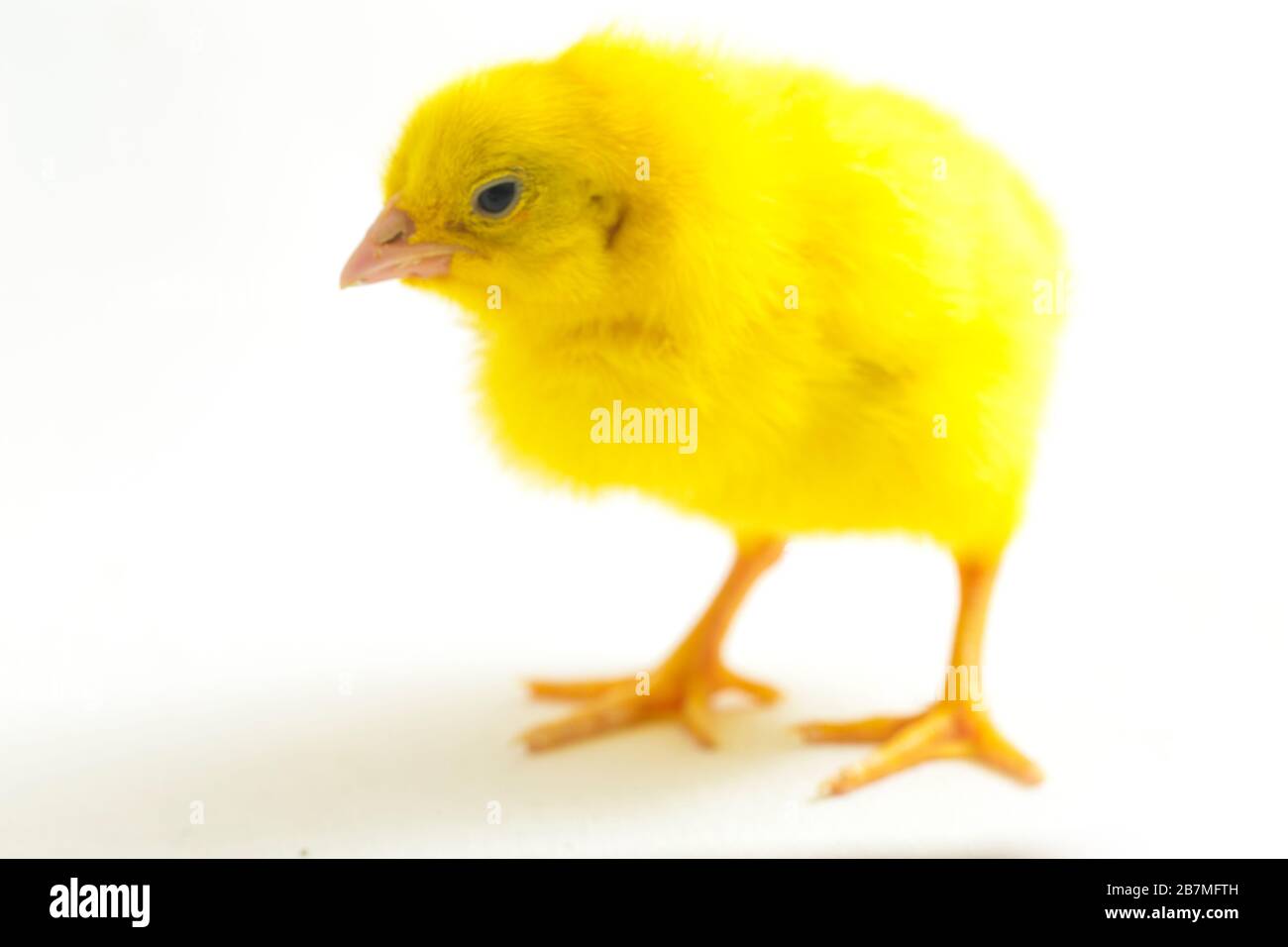 Small yellow chicken isolated on white background Stock Photo - Alamy