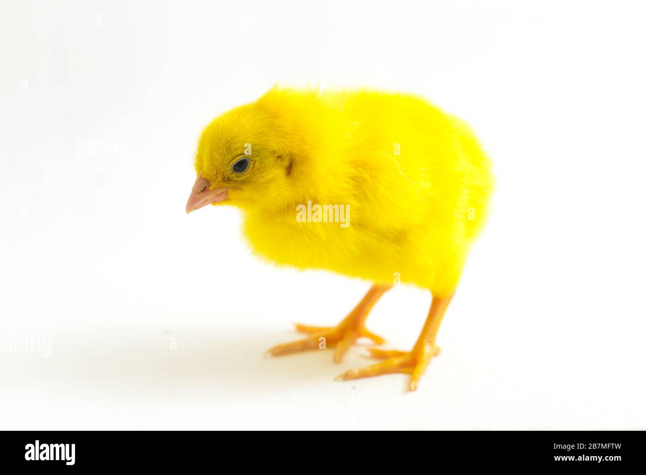Small yellow chicken isolated on white background Stock Photo - Alamy