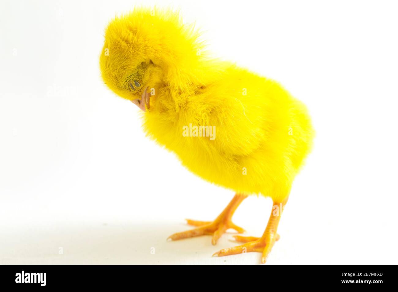 Small yellow chicken isolated on white background Stock Photo - Alamy