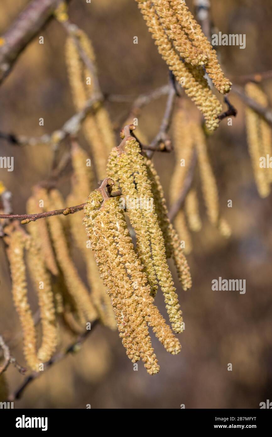 Hazelnut tree with a lot of big yellow hazelnut pollen Stock Photo - Alamy