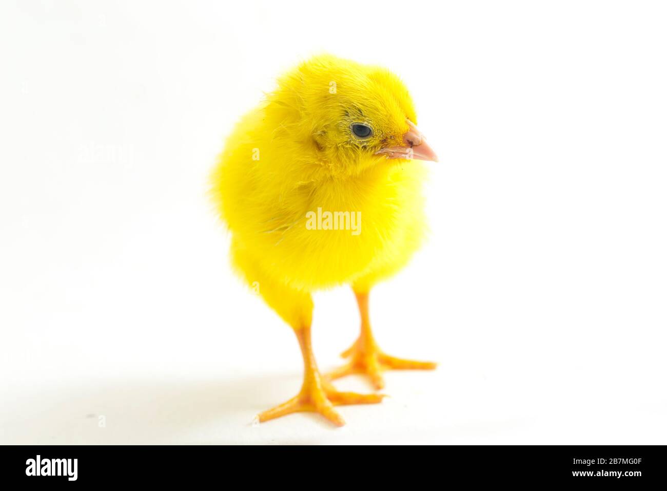 Small yellow chicken isolated on white background Stock Photo - Alamy
