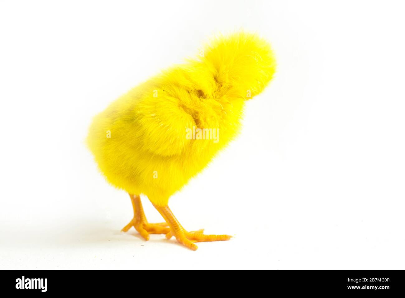 Small yellow chicken isolated on white background Stock Photo - Alamy