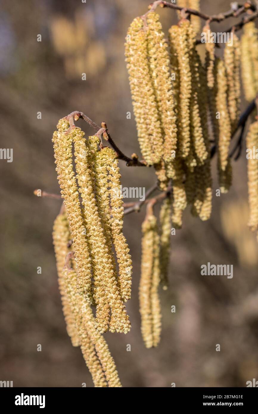 Hazelnut tree with a lot of big yellow hazelnut pollen Stock Photo - Alamy