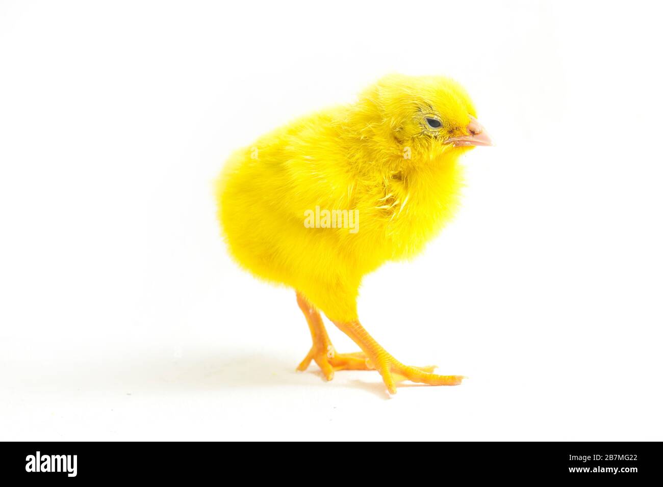 Small yellow chicken isolated on white background Stock Photo - Alamy
