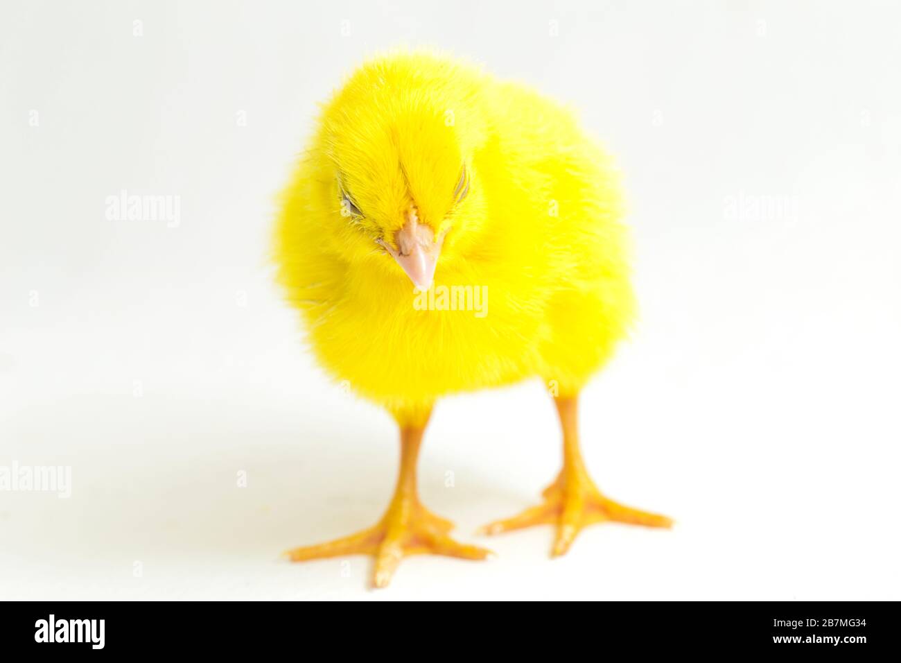Small yellow chicken isolated on white background Stock Photo - Alamy