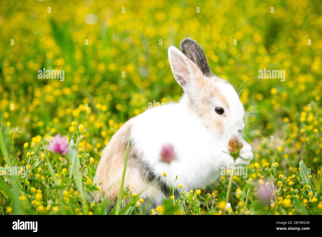 dwarf rabbit in a flowery field Stock Photo - Alamy