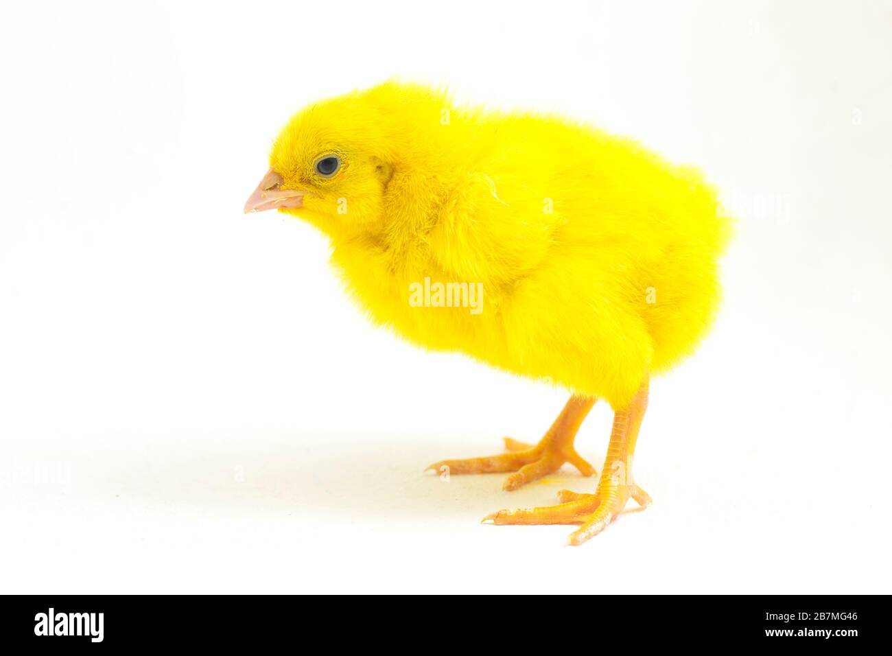Small yellow chicken isolated on white background Stock Photo - Alamy