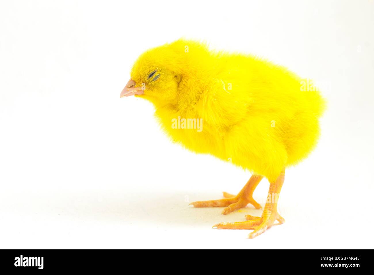 Small yellow chicken isolated on white background Stock Photo - Alamy