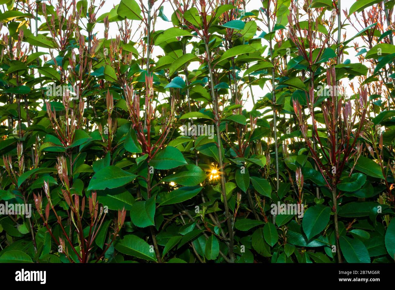 photinia plants in spring time, sunlight through the leaves Stock Photo ...