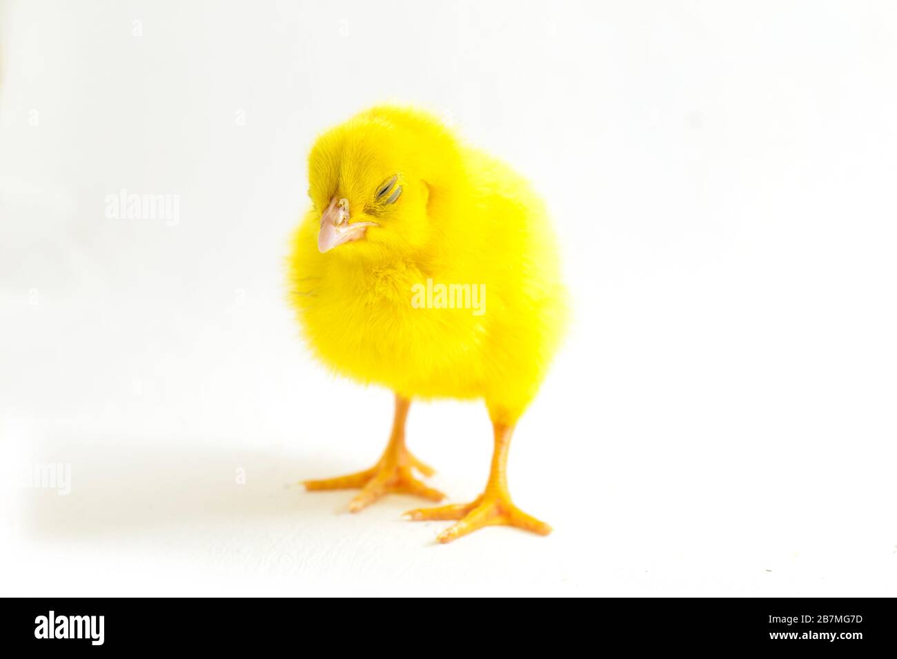 Small yellow chicken isolated on white background Stock Photo - Alamy