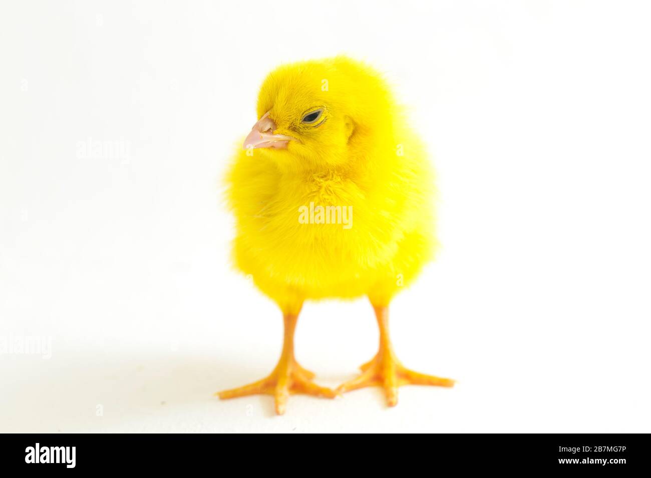 Small yellow chicken isolated on white background Stock Photo - Alamy