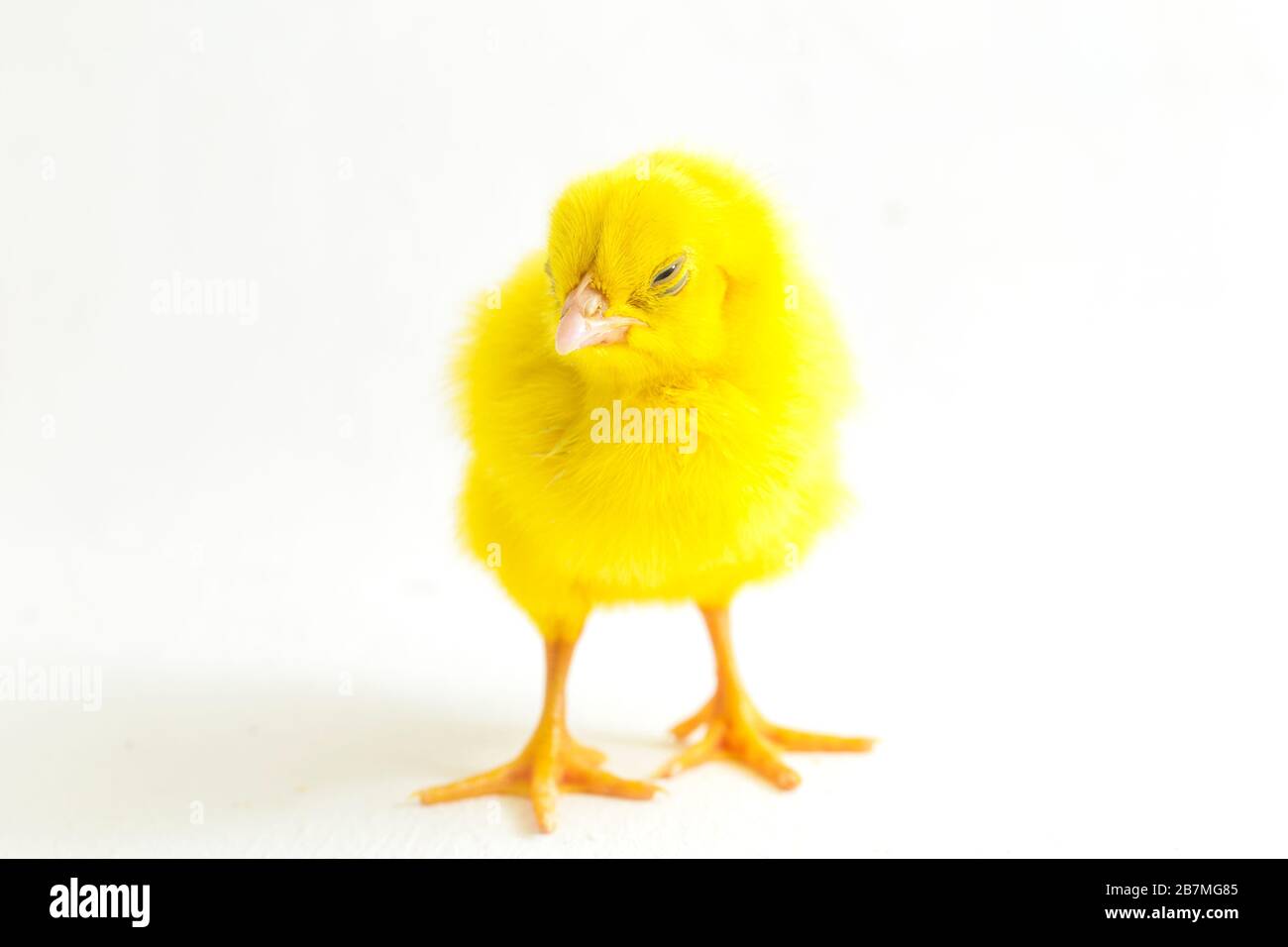 Small yellow chicken isolated on white background Stock Photo - Alamy