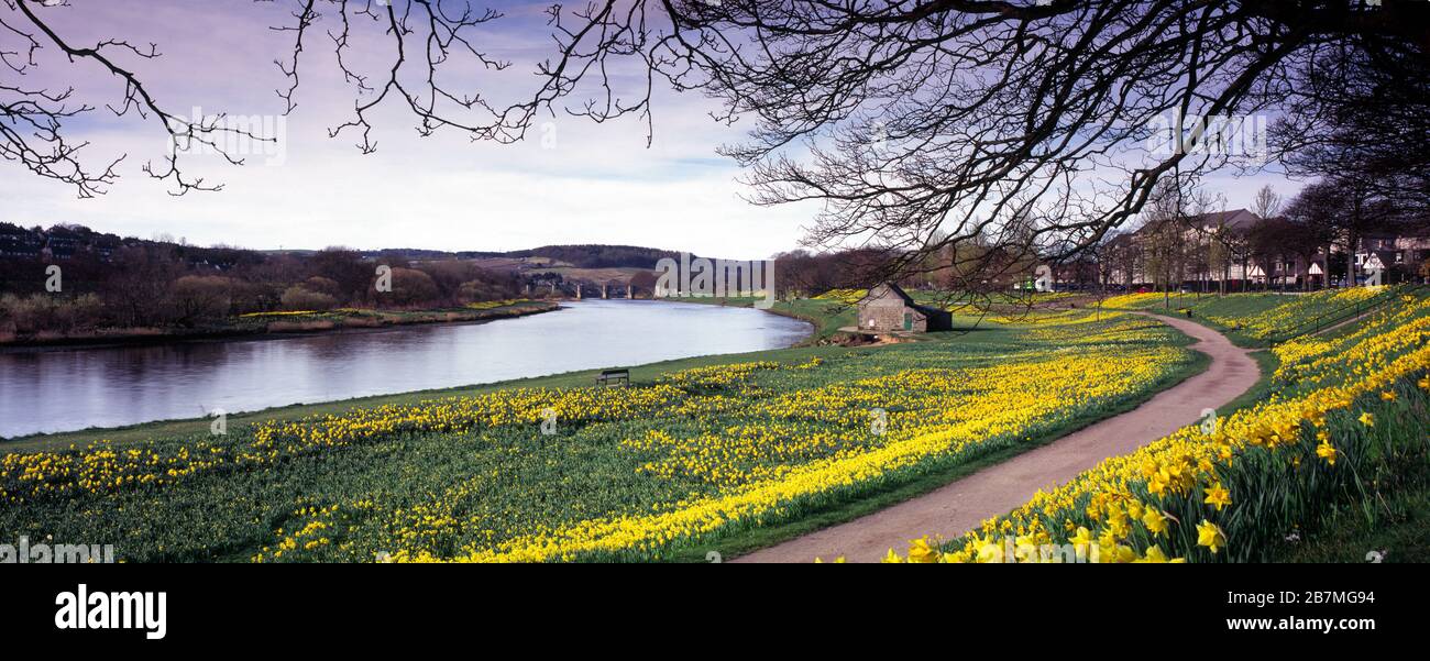 Panoramic image of a spring display of Daffodils by the river Dee in ...