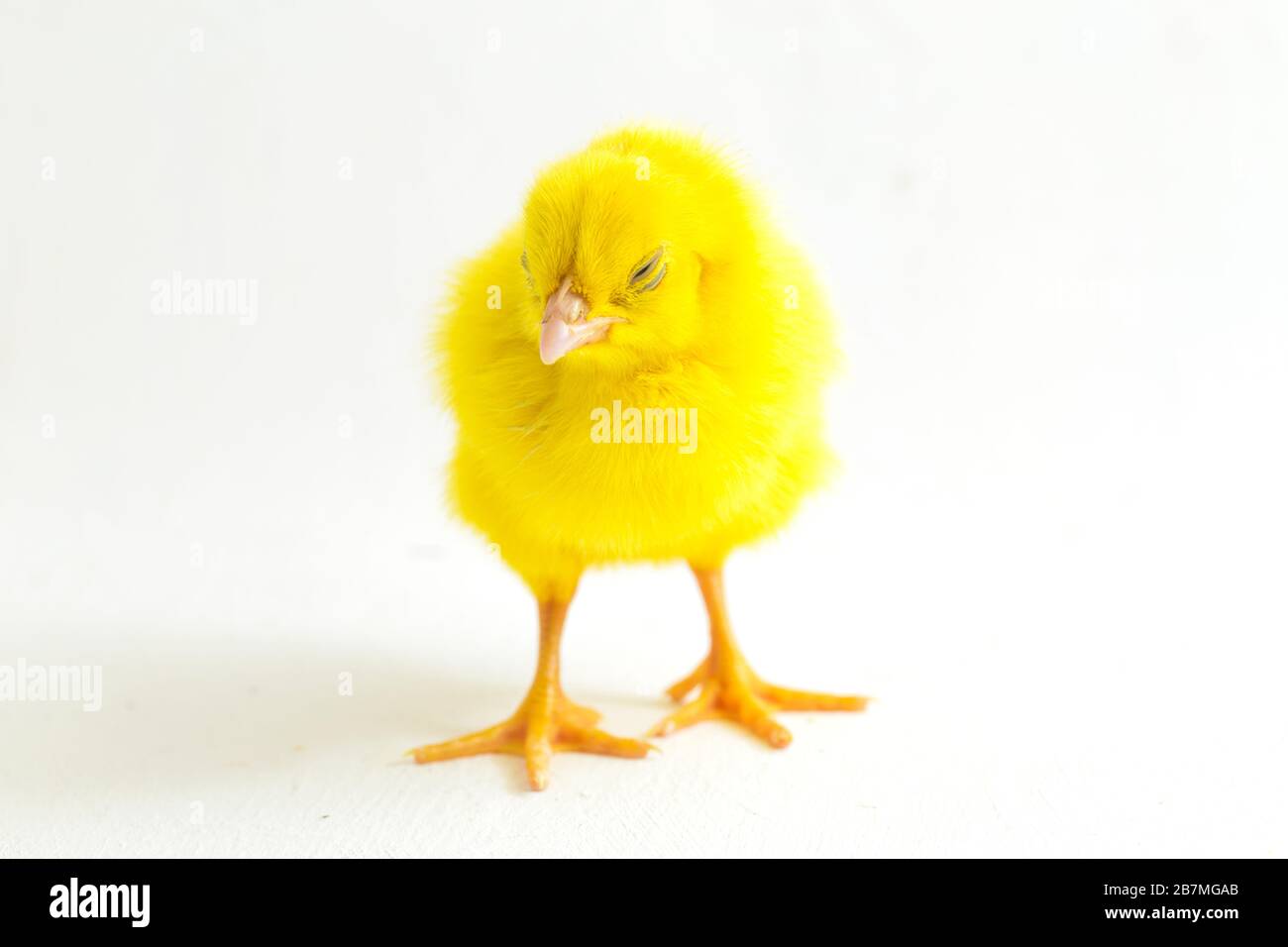 Small yellow chicken isolated on white background Stock Photo - Alamy