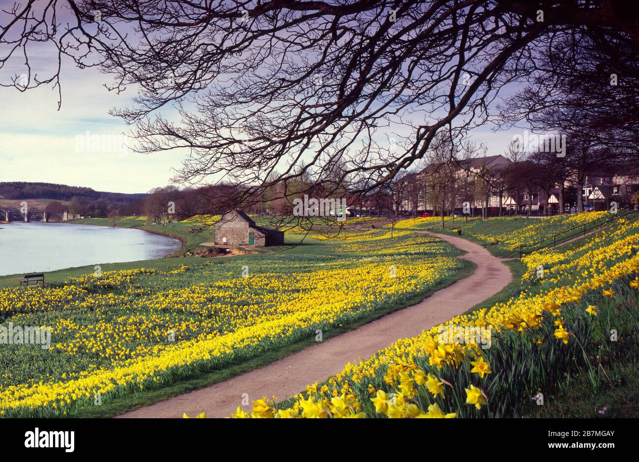 A spring display of Daffodils by the river Dee in Aberdeen, Scotland ...