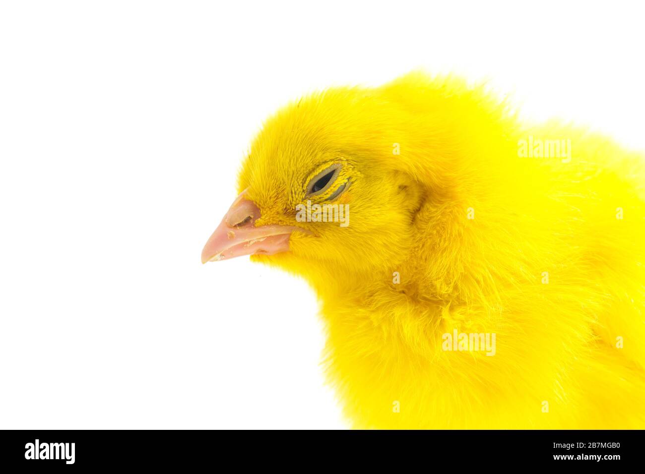 Small yellow chicken isolated on white background Stock Photo - Alamy