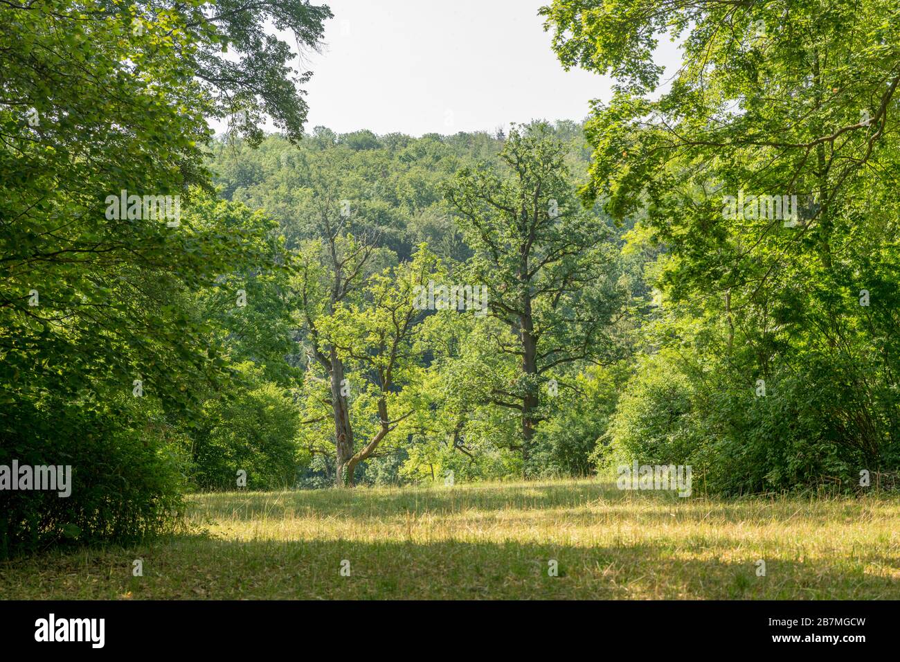 The forest clearing hi-res stock photography and images - Alamy