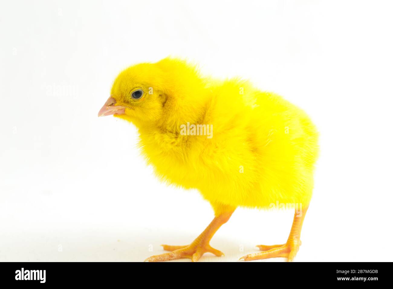 Small yellow chicken isolated on white background Stock Photo - Alamy