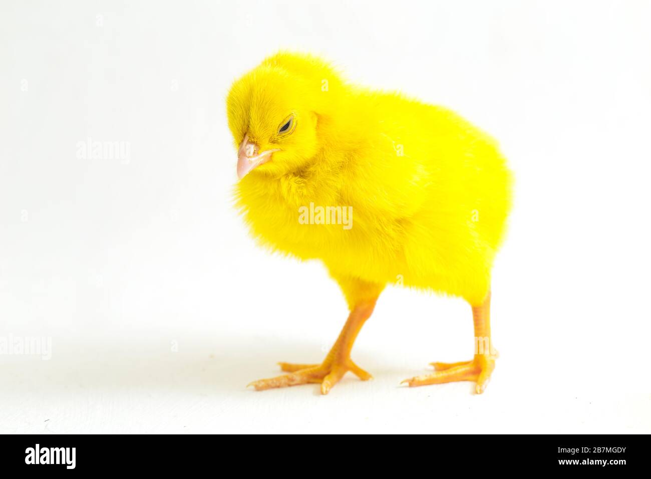 Small yellow chicken isolated on white background Stock Photo - Alamy
