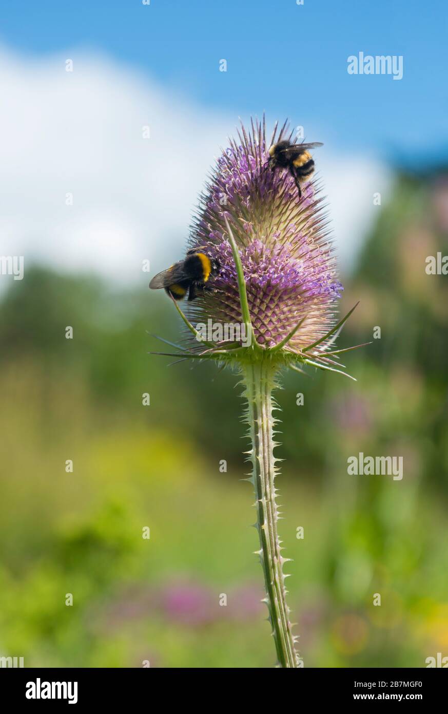 Two bees on purple hi-res stock photography and images - Alamy