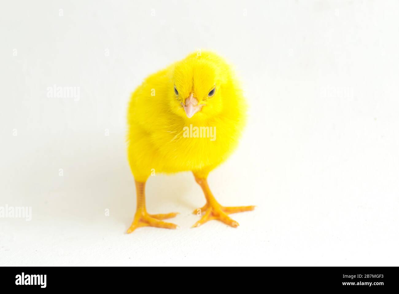 Small yellow chicken isolated on white background Stock Photo - Alamy