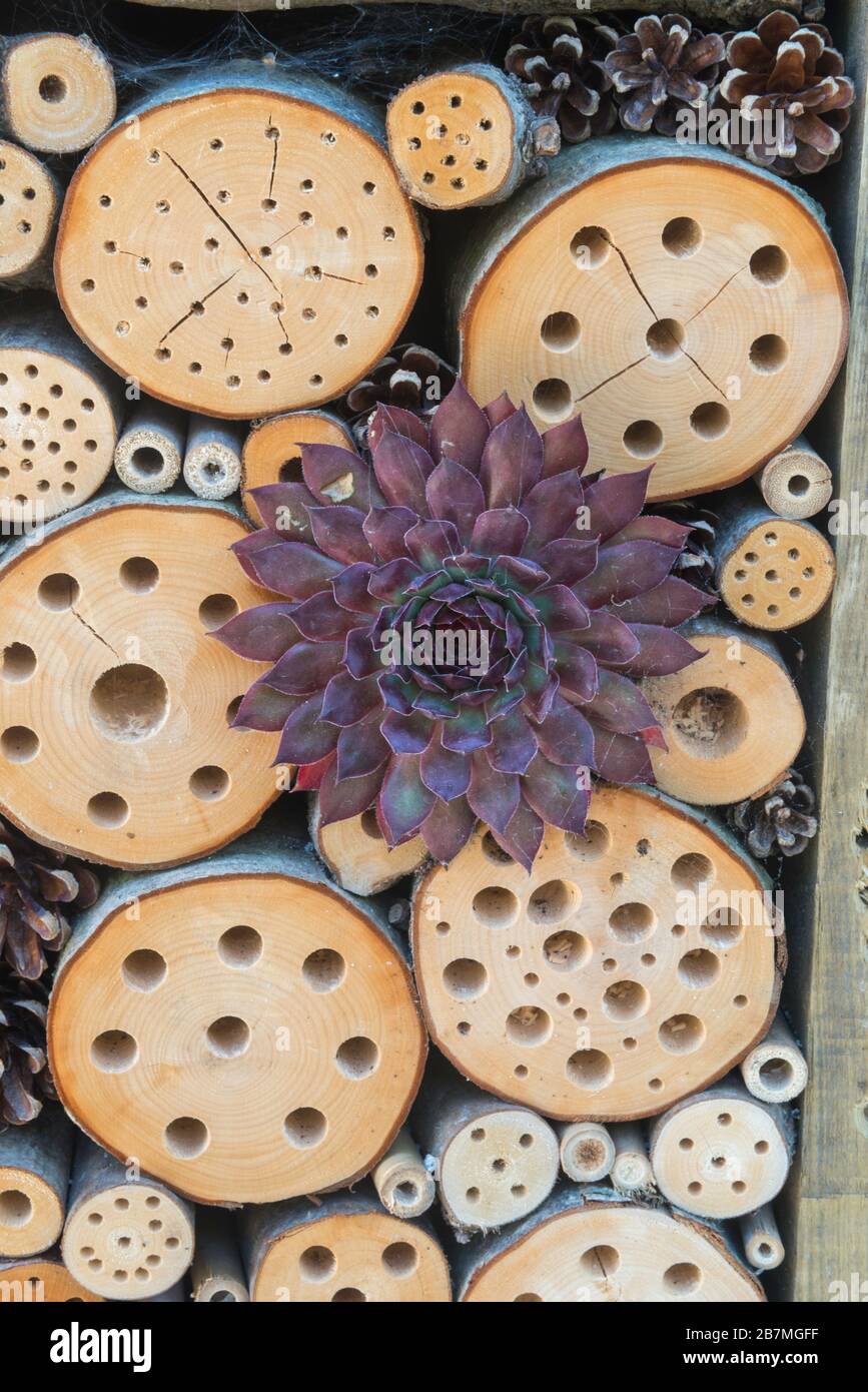 Invertebrates house hi-res stock photography and images - Alamy