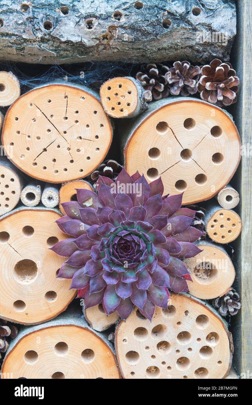 Insect diversity hi-res stock photography and images - Alamy