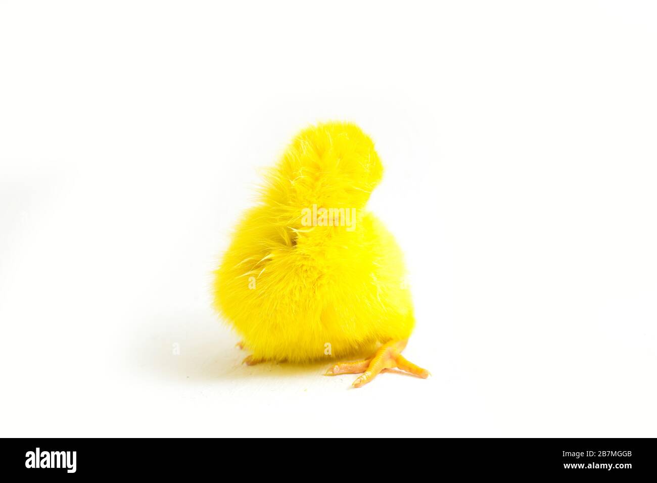 Small yellow chicken isolated on white background Stock Photo - Alamy