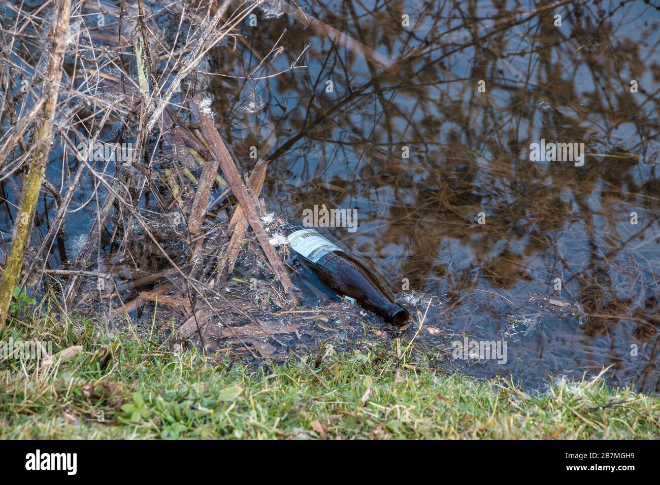 Illegal and disrespectful waste disposal of a beer bottle made of brown ...