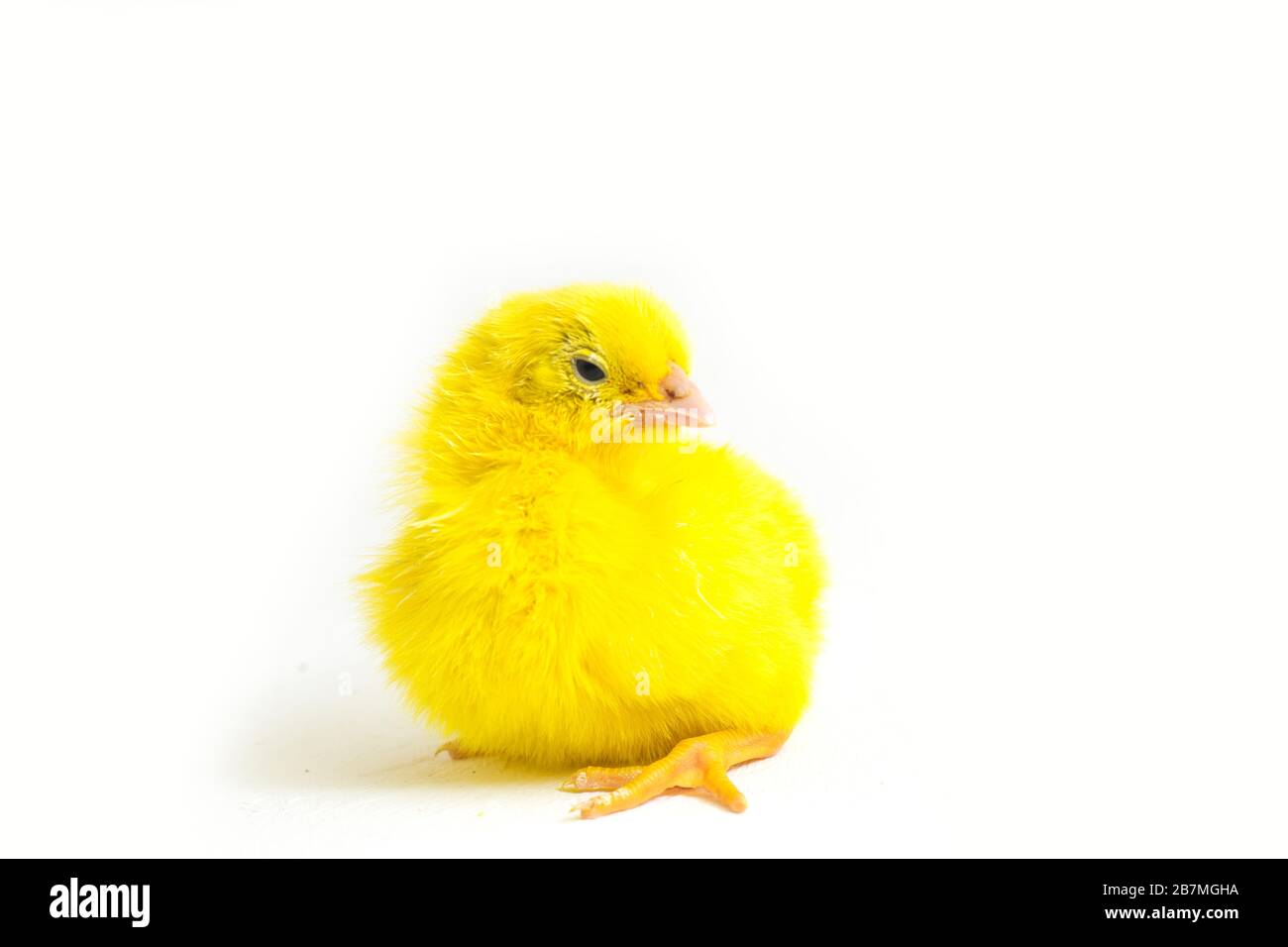 Small yellow chicken isolated on white background Stock Photo - Alamy
