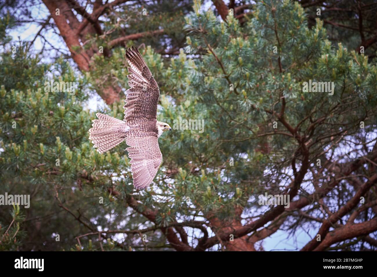 Saker falcon in flight (Falco cherrug Stock Photo - Alamy