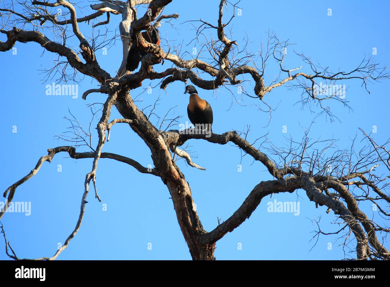 Wild male Australian shelduck sitting in a tree against a deep blue sky ...