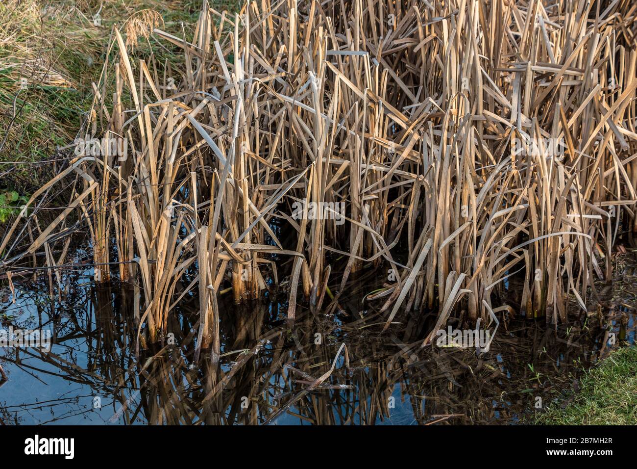 Marshland with smelling brackish water and a lot of reeds Stock Photo ...